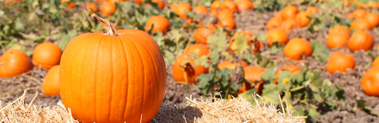 Small-town harvest festivals you must experience before winter | Expedia