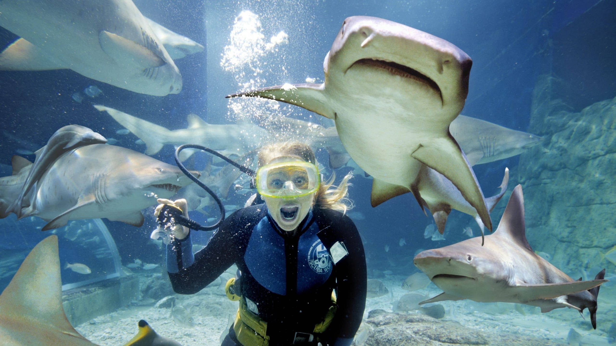 7 Places Where You Can Swim With Sharks Expedia